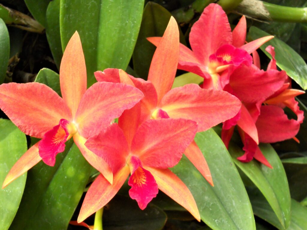 Good Source Finding Local Growers Advice Growing | The Orchid Society